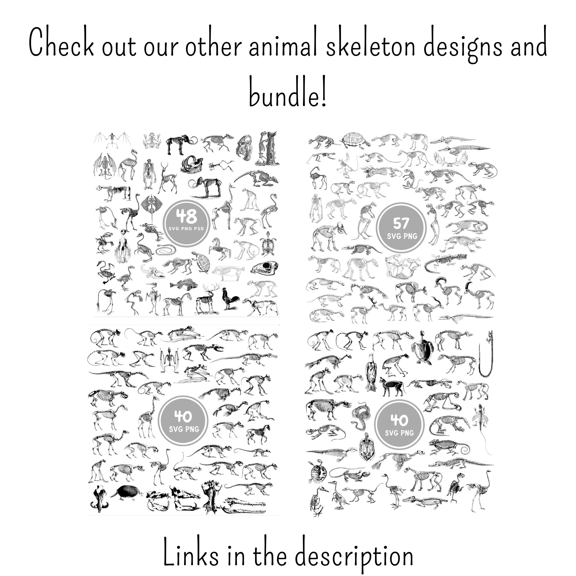 Animal Skeleton SVG, 40 Anatomy Bundle, PNG, PSD - Etsy