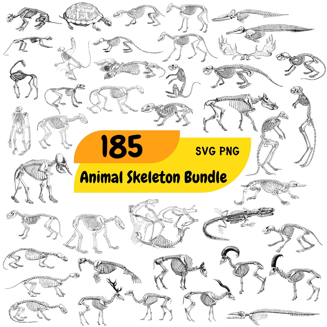 Animal Skeleton SVG, 184 Anatomy Bundle, PNG, PSD - Etsy