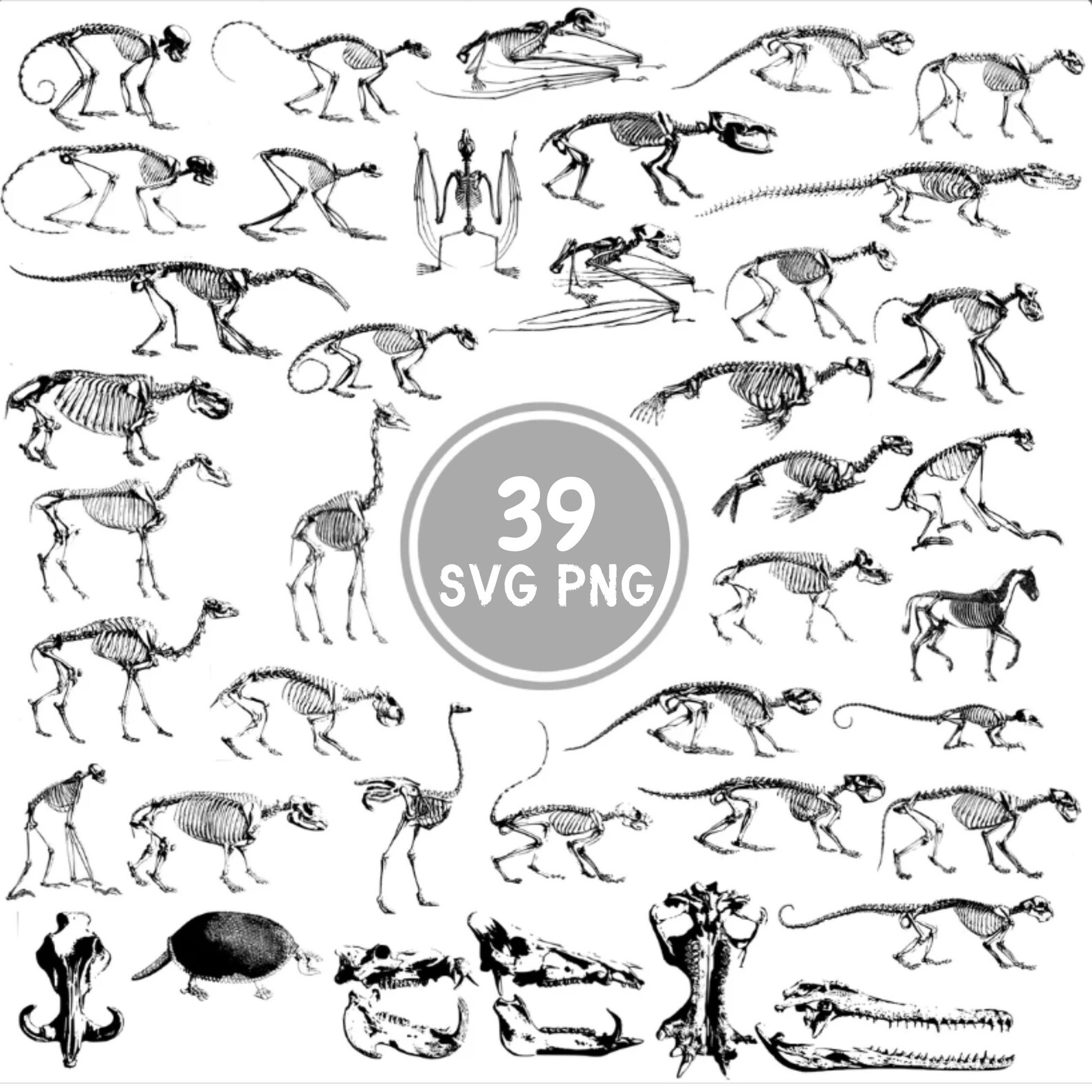 Animal Skeleton SVG Bundle 39 Intricate Designs Cricut, Silhouette PNG ...