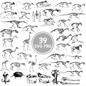 Animal Skeleton SVG Bundle - 39 Intricate Designs - Cricut, Silhouette ...
