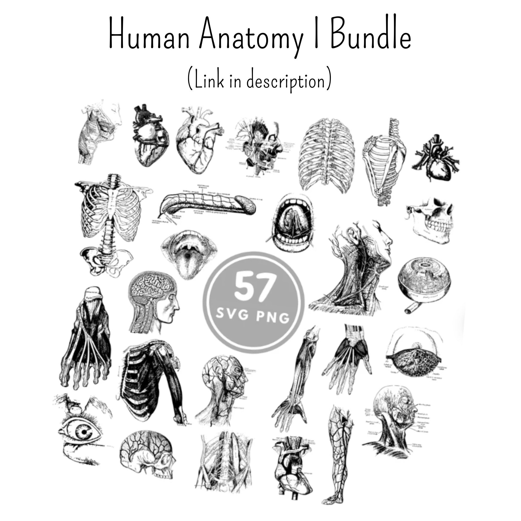 Human Anatomy II SVG, 66 Body Parts PNG, Cricut - Etsy