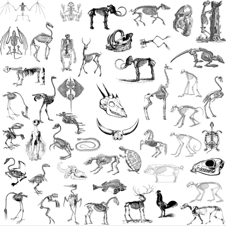 Animal Skeleton SVG, 184 Anatomy Bundle, PNG, PSD - Etsy