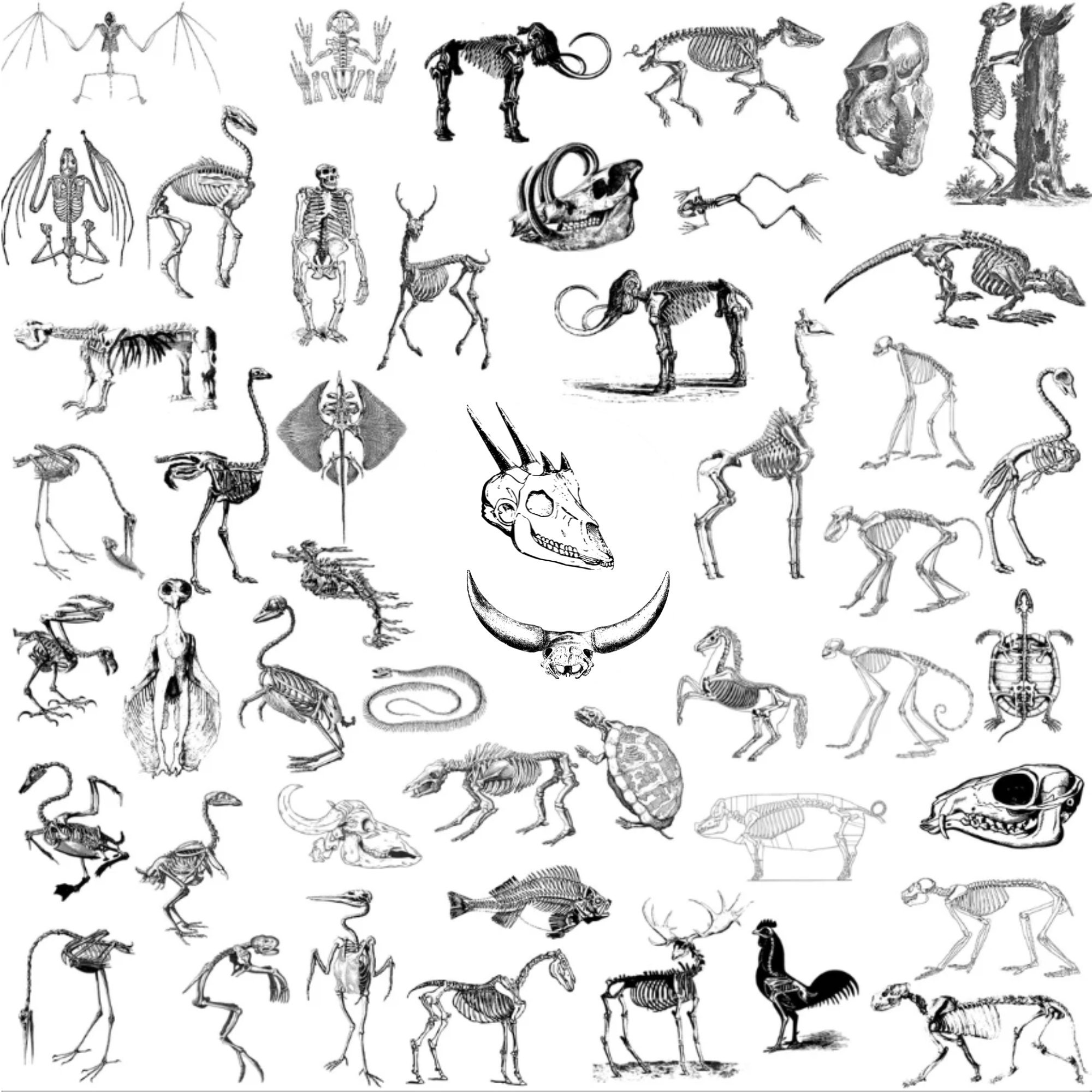 Animal Skeleton SVG, 184 Anatomy Bundle, PNG, PSD - Etsy