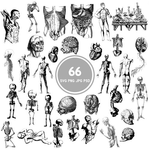 Human Anatomy I SVG 57 Body Parts PNG Cricut Silhouette - Etsy