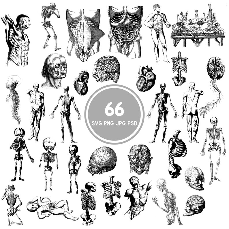 Human Anatomy II SVG, 66 Body Parts PNG, Cricut - Etsy