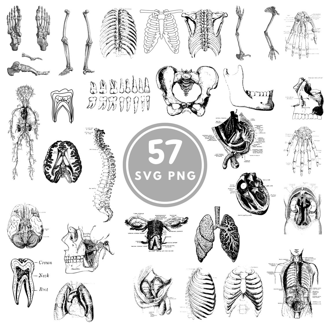 Human Anatomy I SVG 57 Body Parts PNG Cricut Silhouette - Etsy