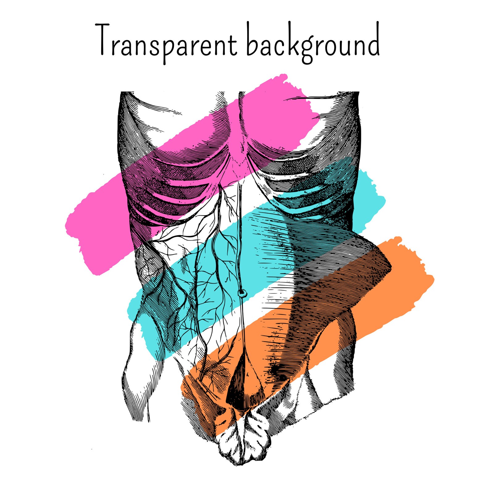 Human Anatomy II SVG, 66 Body Parts PNG, Cricut - Etsy