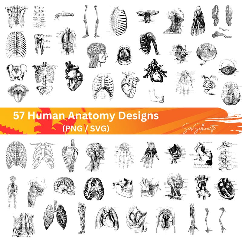 Human Body Svg - Etsy
