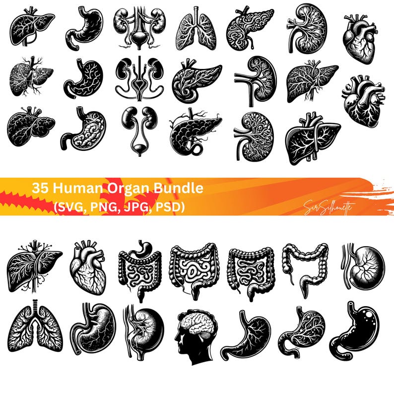 Human Organs SVG Bundle, 35 Organ Designs, PNG, PSD - Etsy