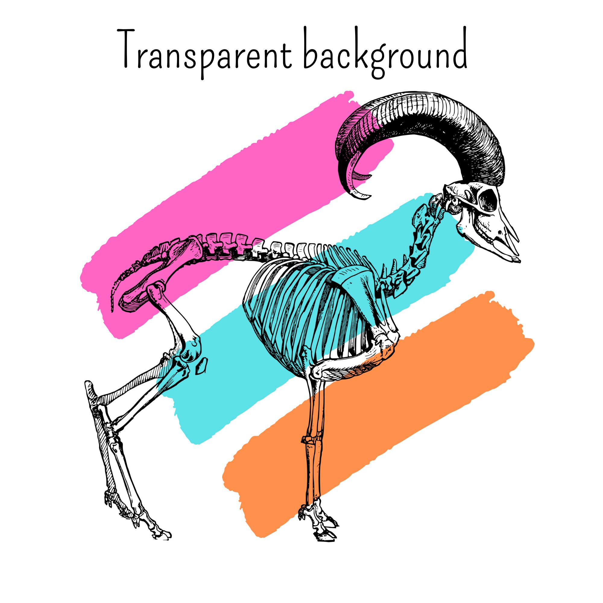 Animal Skeleton SVG Bundle 57 Animal Bones Designs Cricut, Silhouette ...