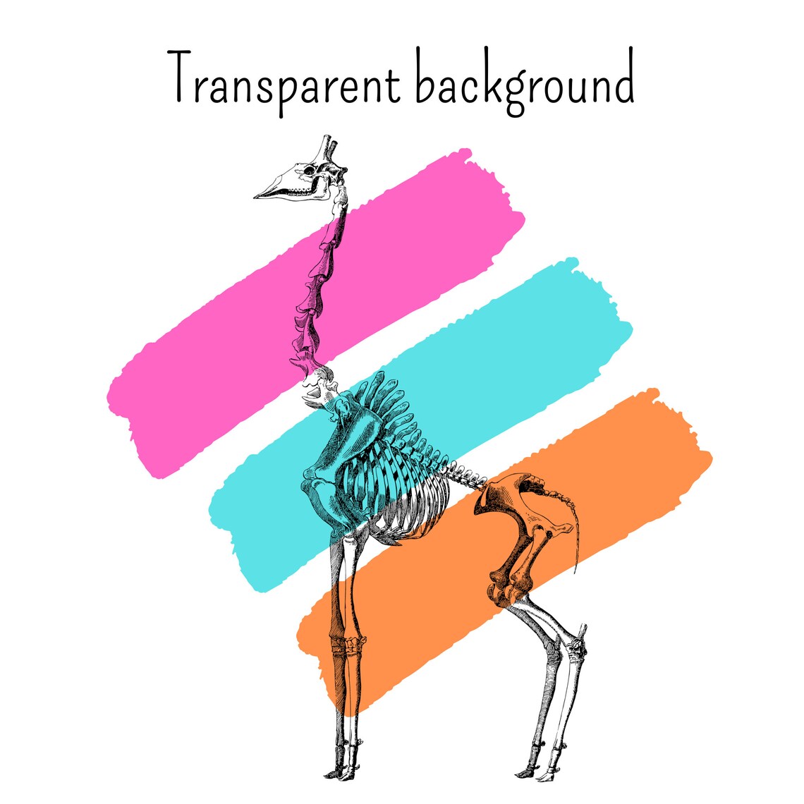 Tier Skelette SVG 48 Anatomie Svg Bundle PNG PSD - Etsy.de