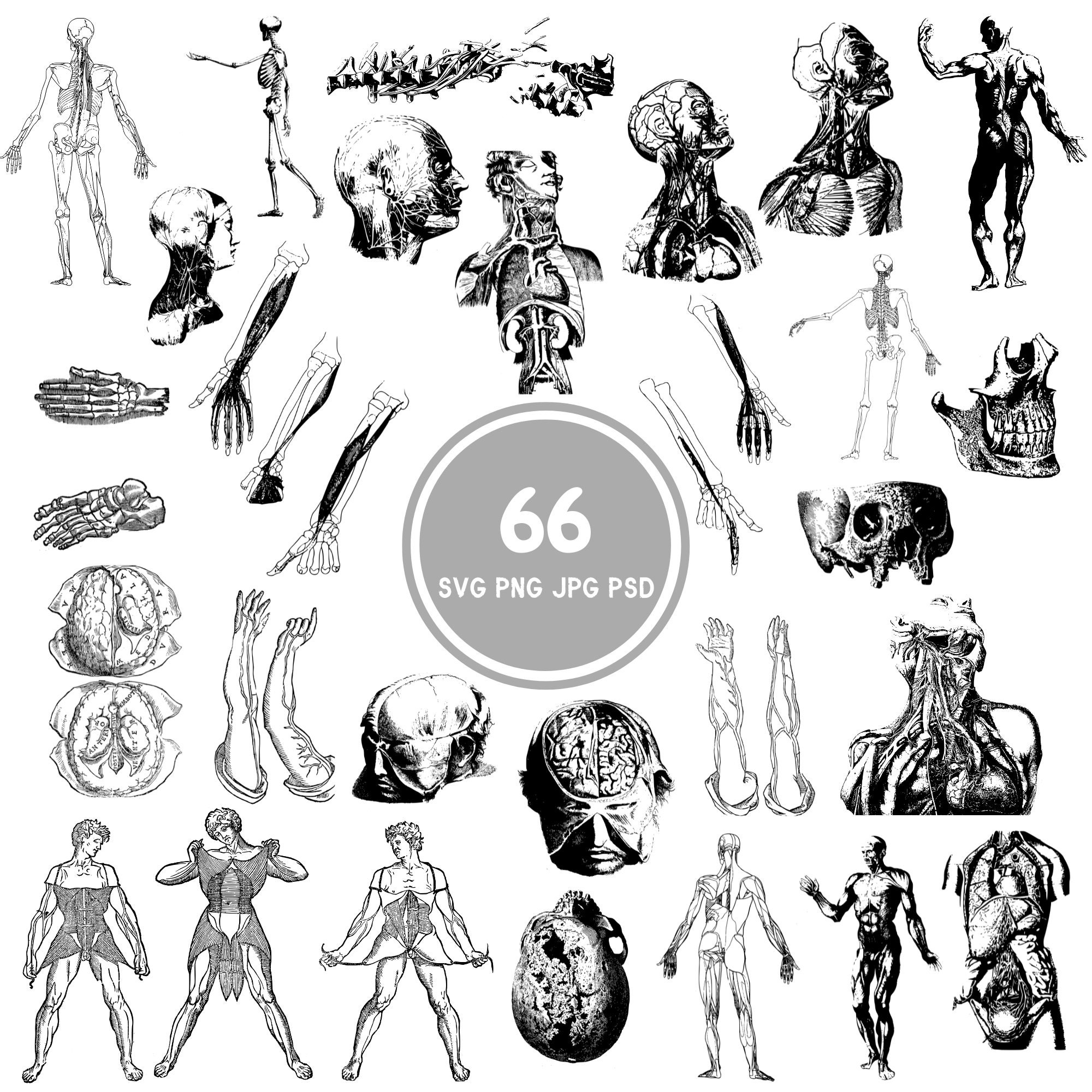Human Anatomy II SVG, 66 Body Parts PNG, Cricut - Etsy