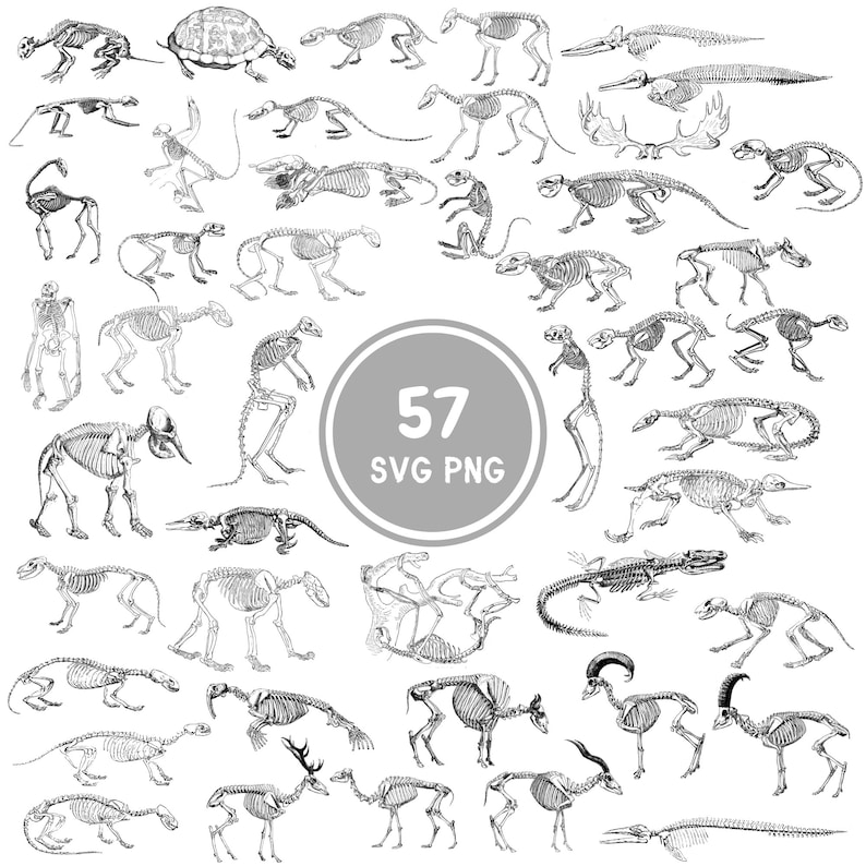 Animal Skeleton SVG Bundle - 57 Animal Bones Designs - Cricut ...