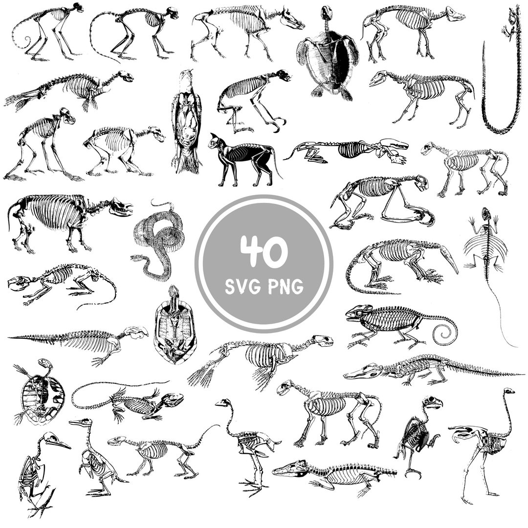 Animal Skeleton SVG, 40 Anatomy Bundle, PNG, PSD - Etsy