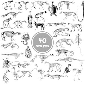 Animal Skeleton SVG, 40 Anatomy Bundle, PNG, PSD - Etsy