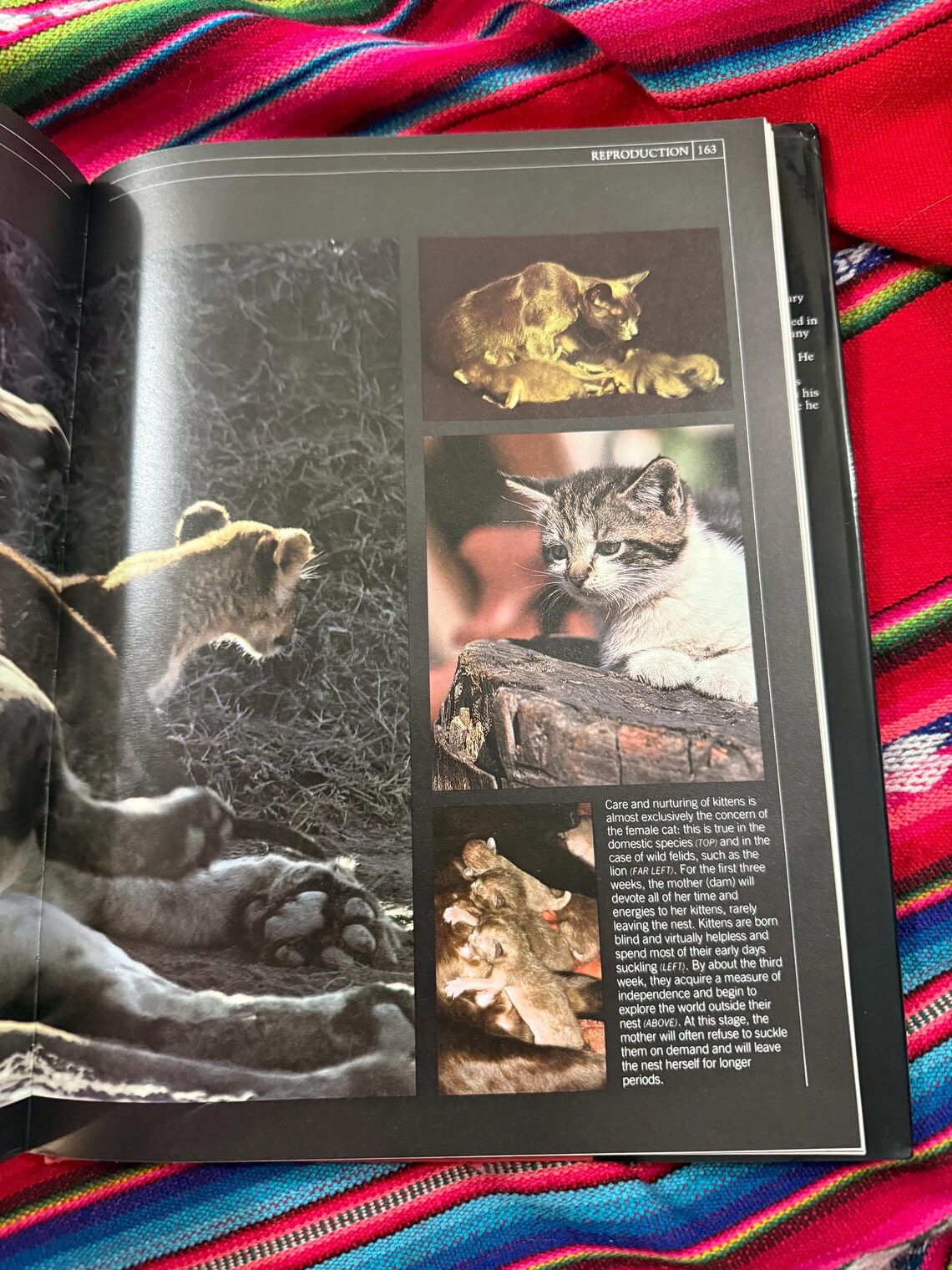RARE VINTAGE the CAT the Most Complete, Illustrated Practical Guide to ...