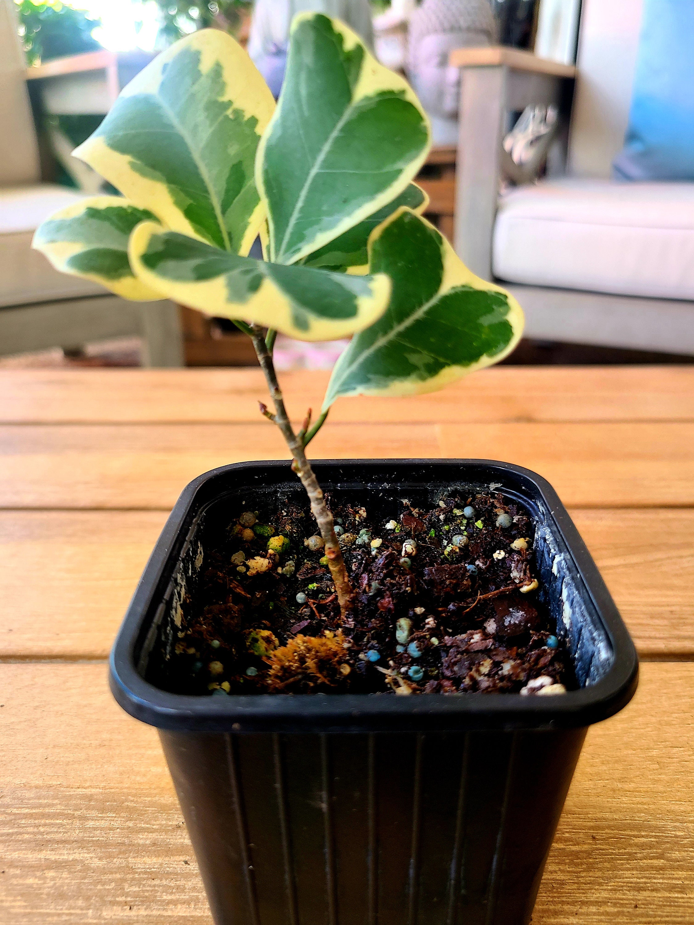 Variegated Ficus Triangularis Triangle Ficus Triangle Fig Triangle Leaf ...