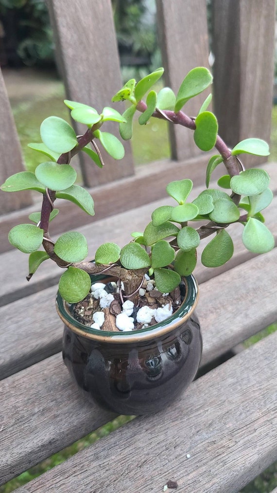 Baby Jade Plant | Etsy