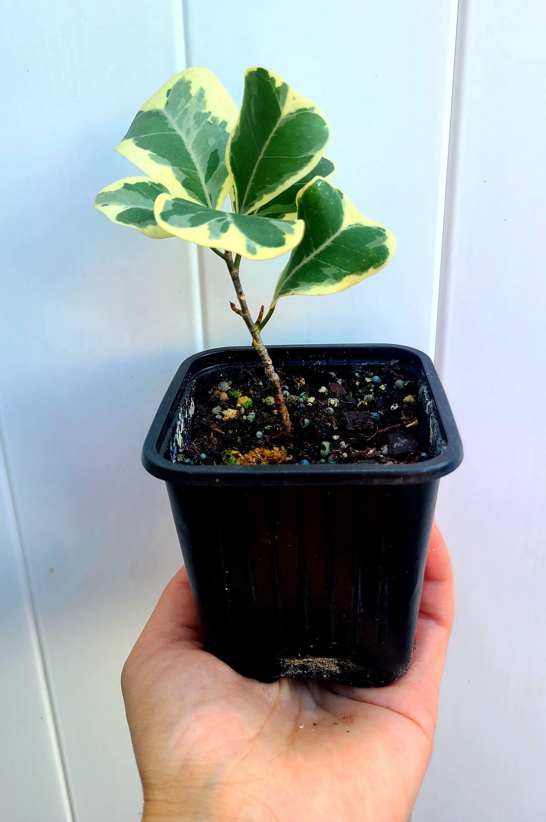 Variegated Ficus Triangularis | Triangle Ficus | Triangle Fig ...