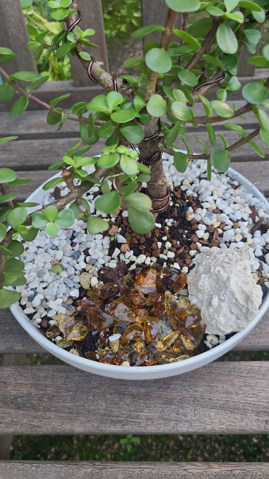 Baby Jade Bonsai Tree - Etsy