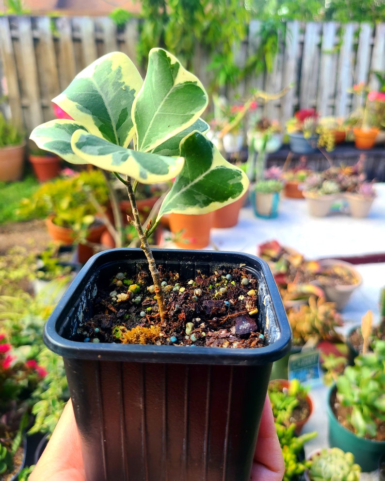 Variegated Ficus Triangularis Triangle Ficus Triangle Fig Triangle Leaf ...