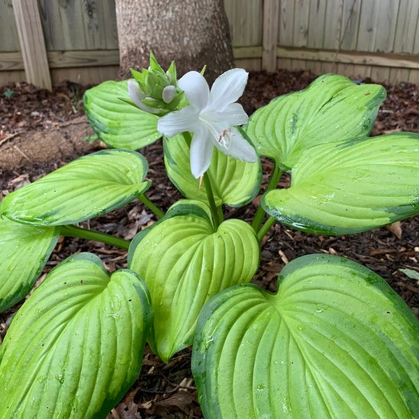 Purple Hosta Plant - Etsy