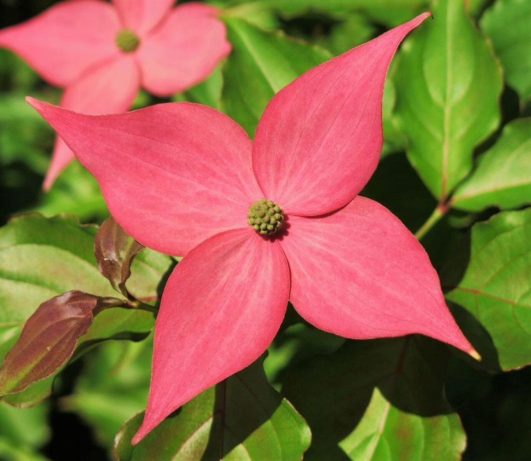 Scarlet Fire Dogwood Tree Rutpink 2'-4' Tall, 1 Gallon - Etsy