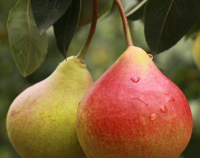 Ayers Pear Tree- 1 Gallon Trade Pot 4'-5'ft Tall - Etsy