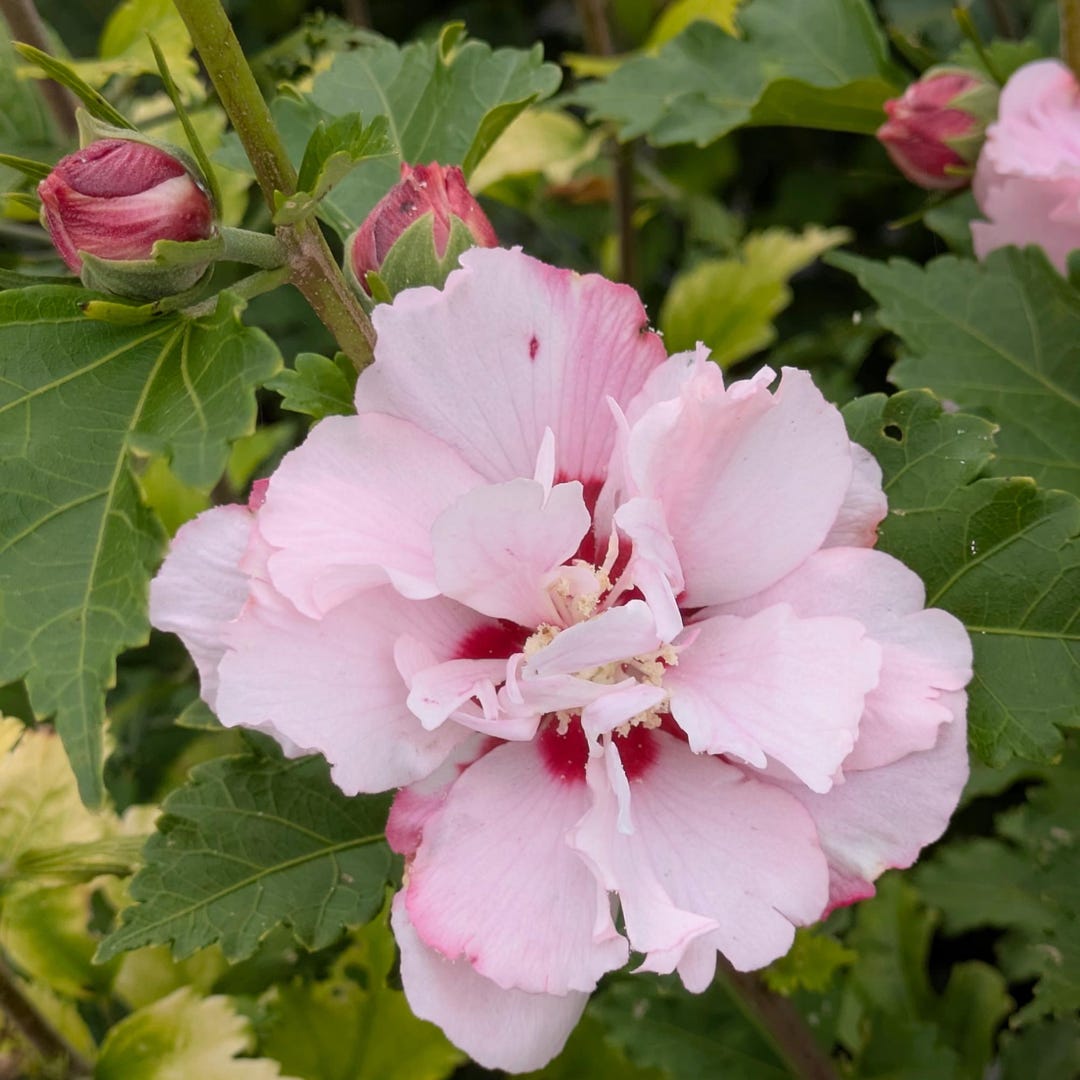 Pink Althea - Rose of Sharon 1 Gallon Trade Pot - Etsy