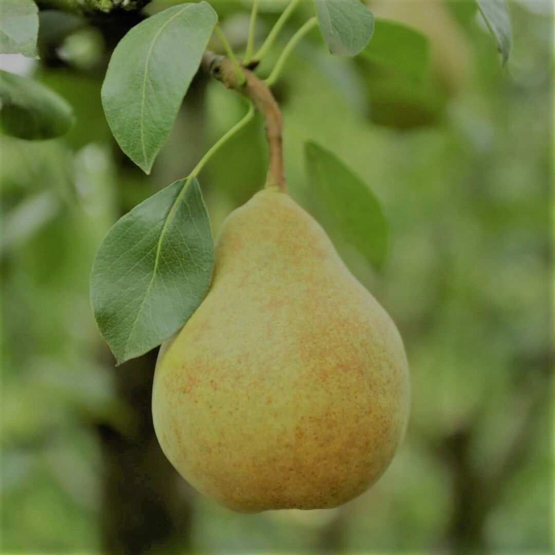 Kieffer Pear Tree- 1 Gallon Trade Pot 4'-5'ft Tall - Etsy