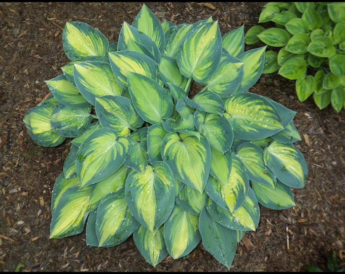 Hosta june - Etsy
