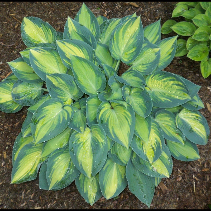 Hosta Plants - Etsy