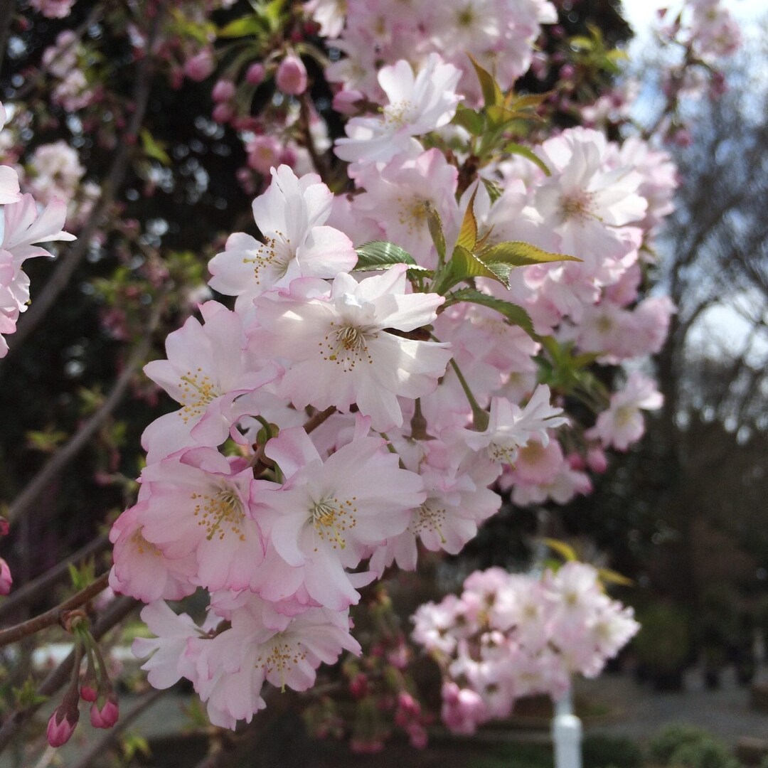 Autumnalis Flowering Cherry Tree, 1 Gallon 4 Foot - Etsy