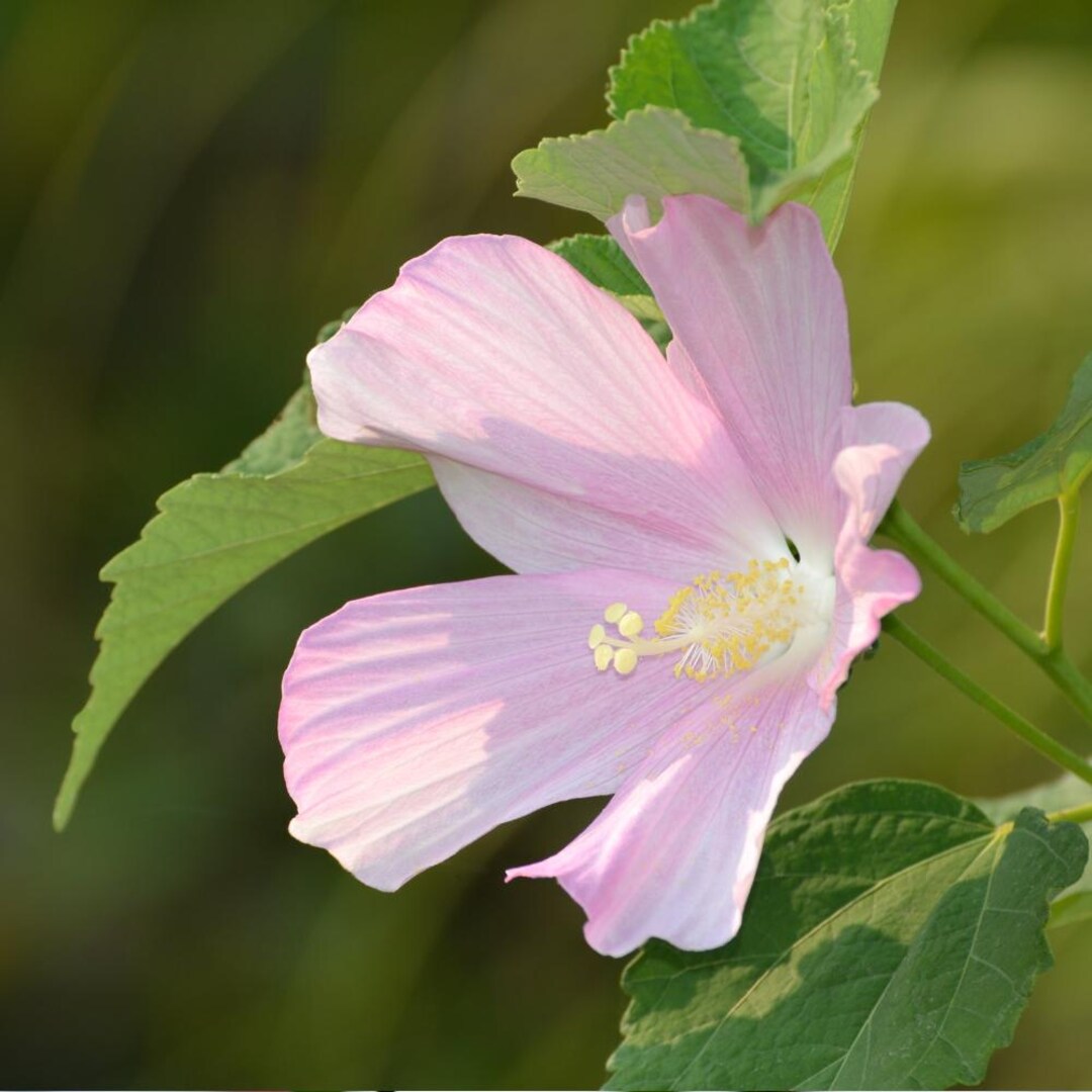 Pink Althea - Rose of Sharon 1 Gallon Trade Pot - Etsy