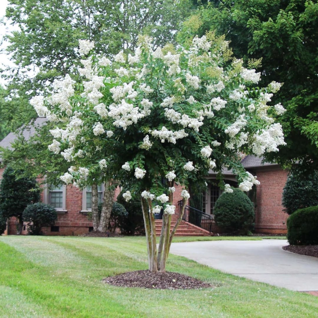 Sarah's Favorite - White Crape Myrtle - 1 Gallon Trade Pot - Etsy