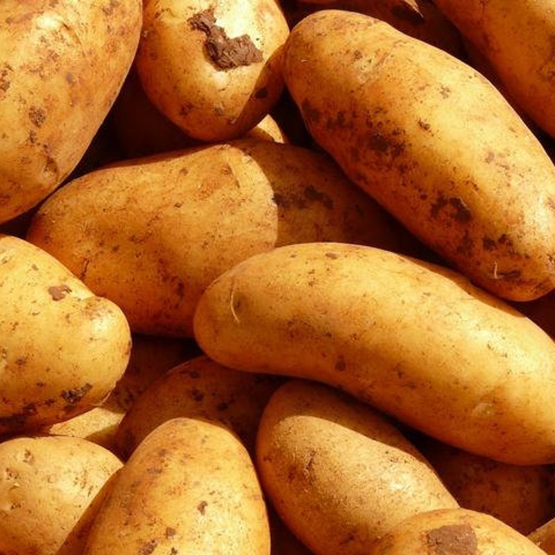 Potato Seeds - Etsy