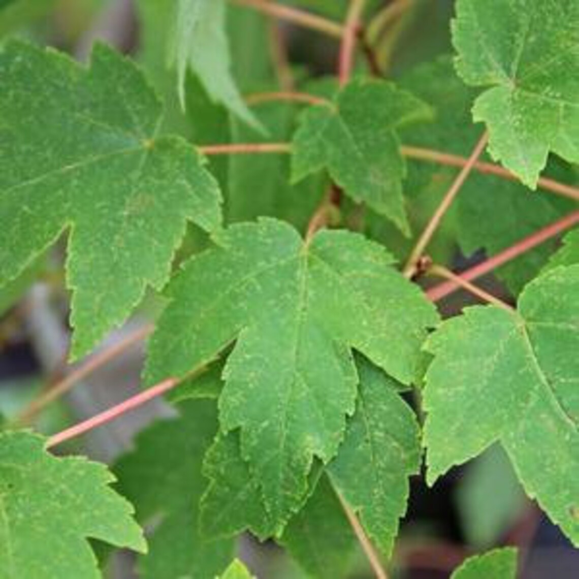 Burgundy Belle Maple Tree - 1 Gallon Trade Pot - Etsy