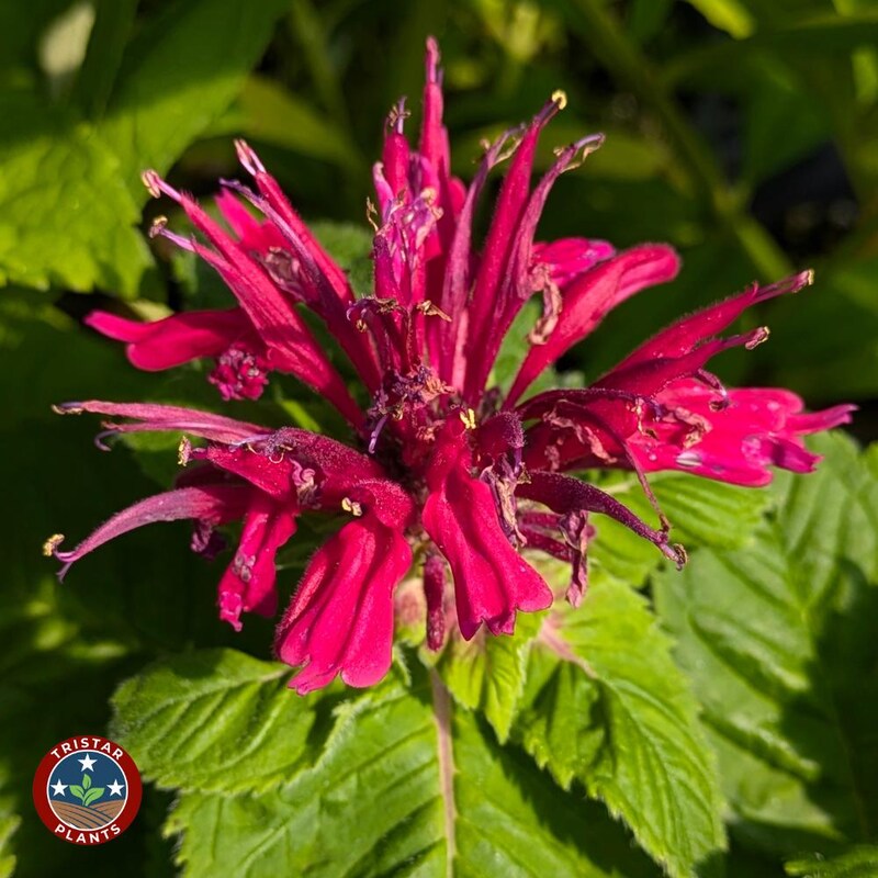 Bee Balm - Etsy