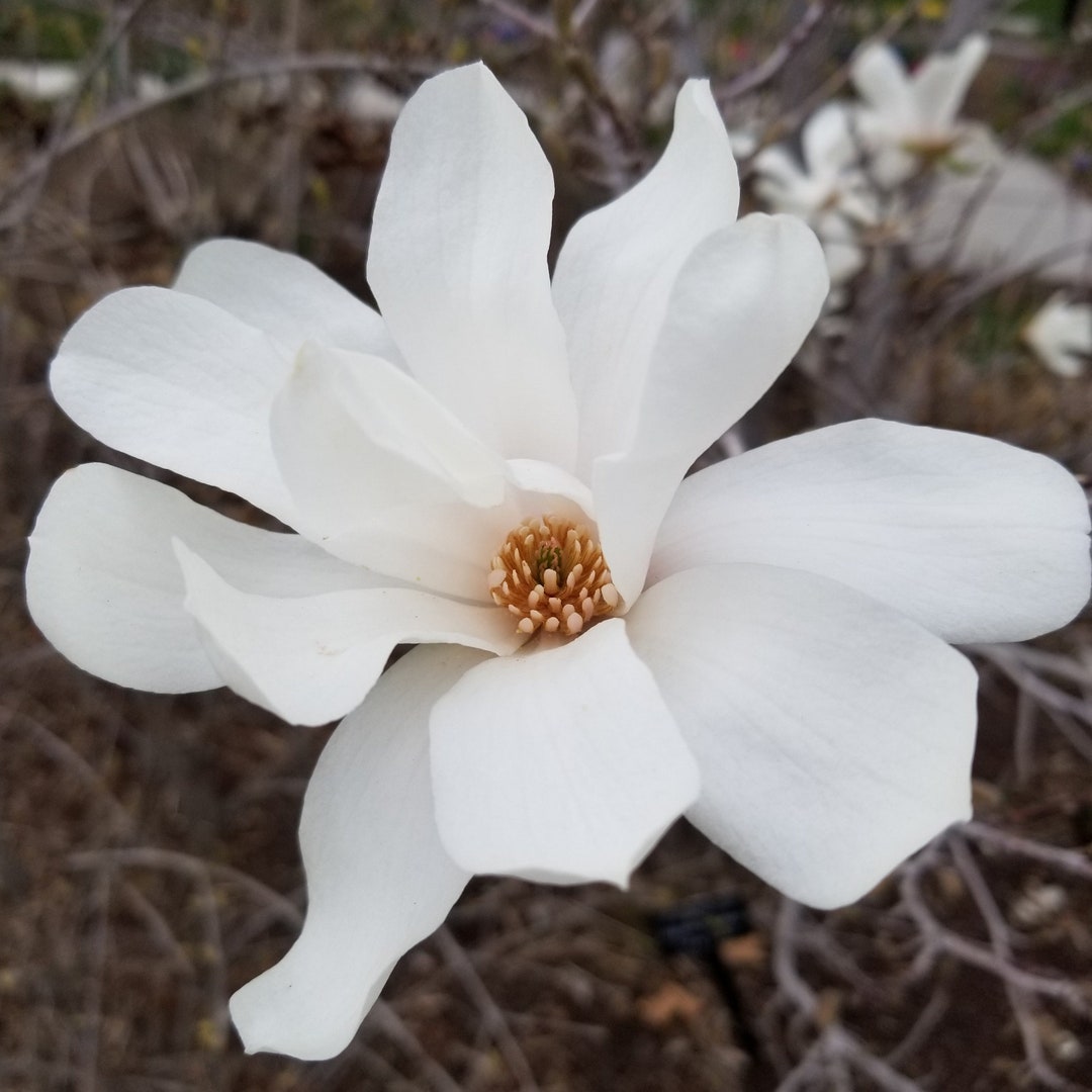 Magnolia 'merrill Loebner' 1 Gallon Trade Pot Live - Etsy