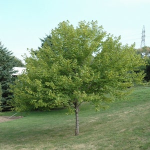 Burgundy Belle Maple Tree - 1 Gallon Trade Pot - Etsy