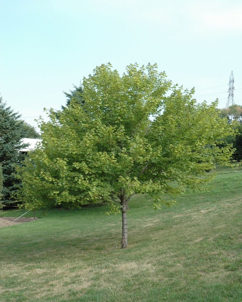 Burgundy Belle Maple Tree - 1 Gallon Trade Pot - Etsy
