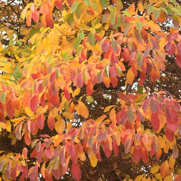 Sassafras Tree - Etsy