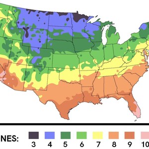 Muskogee Crape Myrtle - 1 Gallon Trade Pot - Etsy