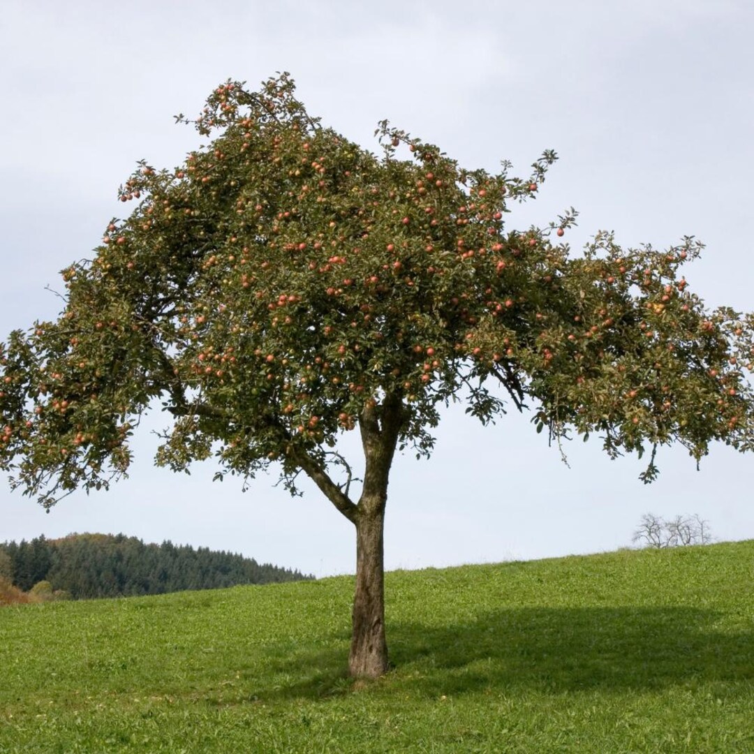 Gala Apple Tree 1 Gallon Trade Pot - Etsy