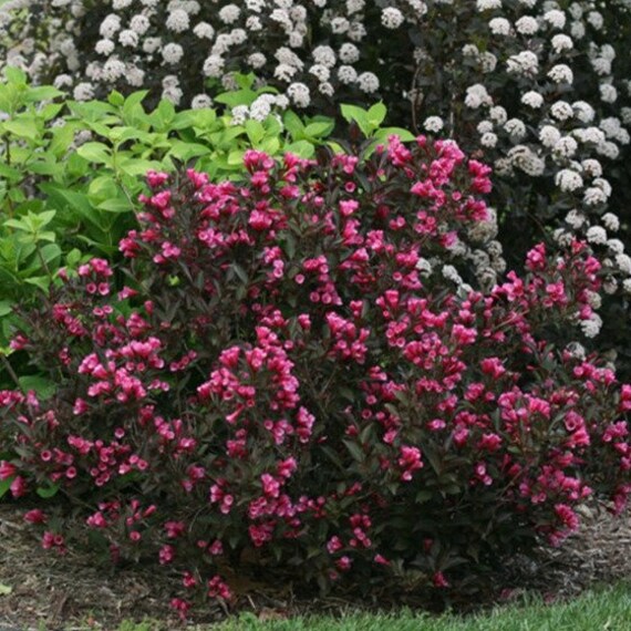 Weigela Java Red