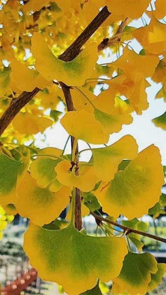 Ginkgo Biloba Tree Autumn Gold