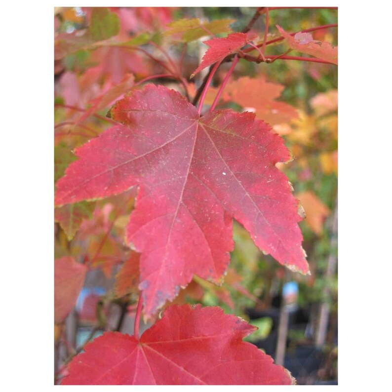 October Glory Red Maple Tree 1 Gallon Pot 4/5ft Tall - Etsy