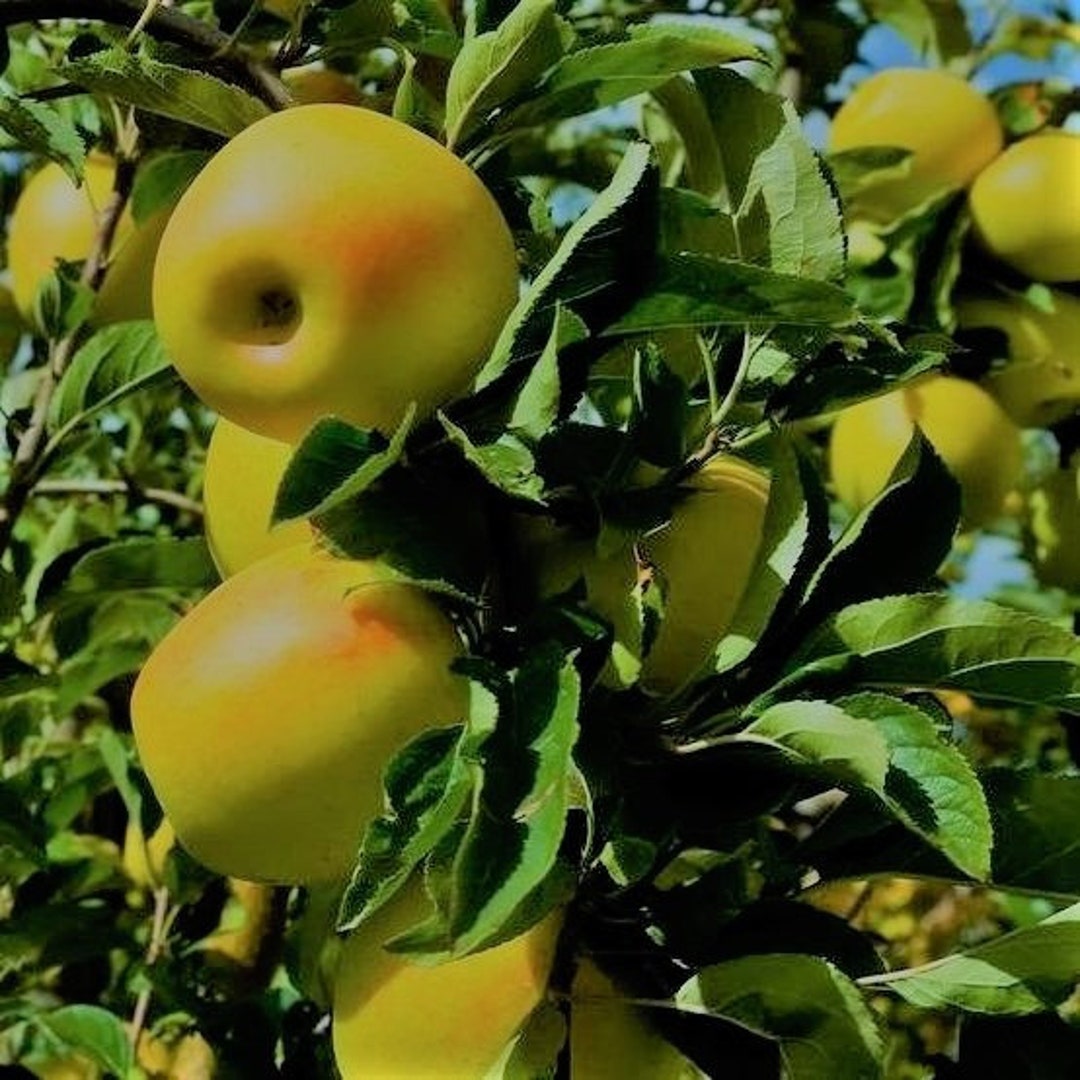 Yellow Delicious Apple Tree 3'ft Tall, 1 Gallon - Etsy