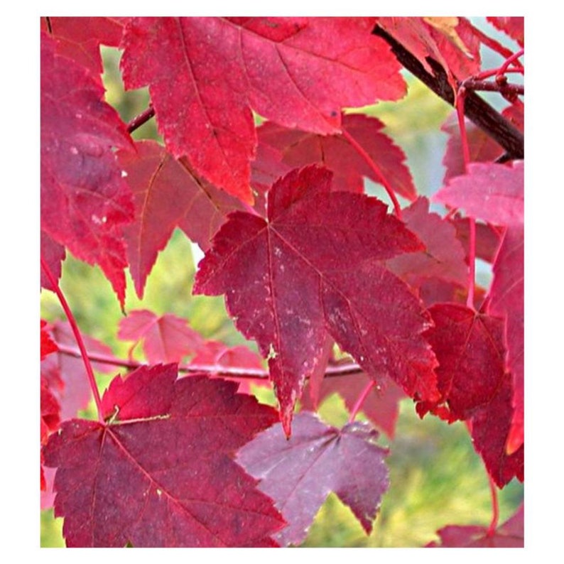 Burgundy Belle Maple Tree - 1 Gallon Trade Pot - Etsy