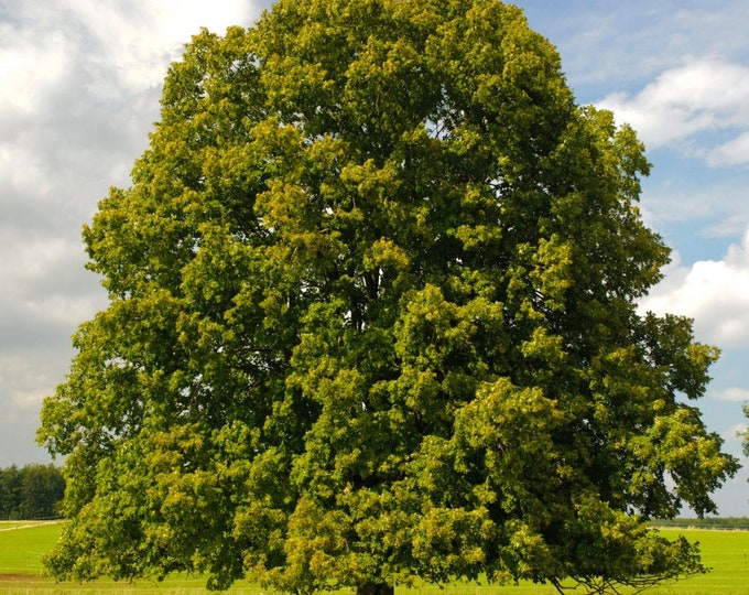Hybrid Swamp X Bur Oak Quercus X Schuettei, Grafted 2 Year Old Tree - Etsy